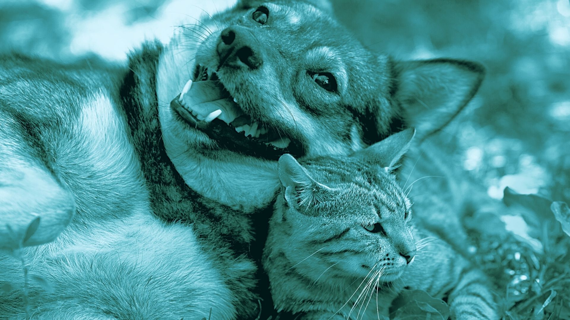 Appendice Assomiglia Padrona Di Casa Lupus Eritematoso Sistemico Nel appendice-assomiglia-padrona-di-casa-lupus-eritematoso-sistemico-nel