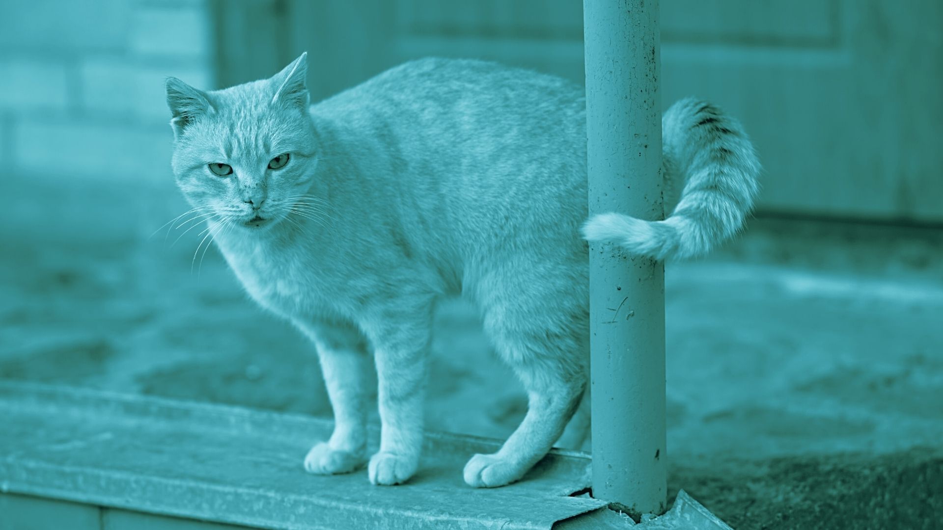 Micosi del gatto sintomi cura | Ca'Zampa BluVet