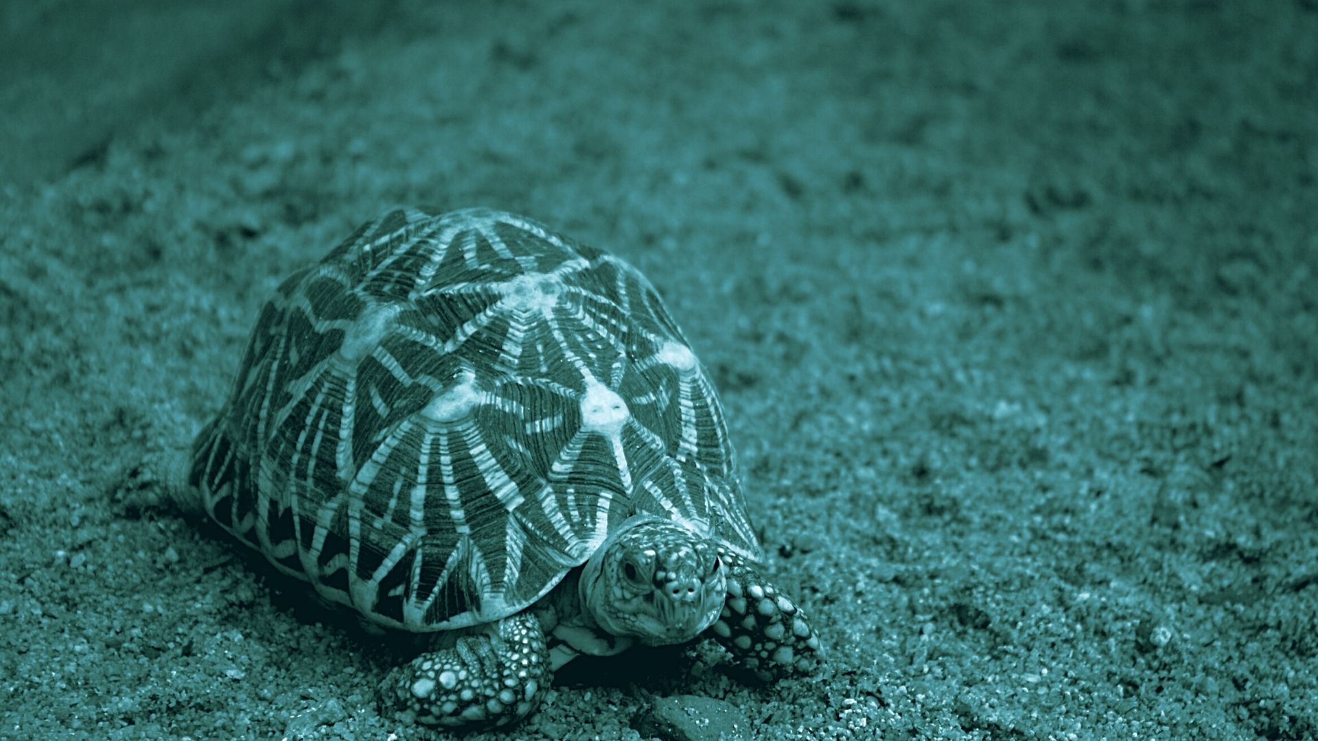 Traumi carapace testuggini | Ca'Zampa BluVet