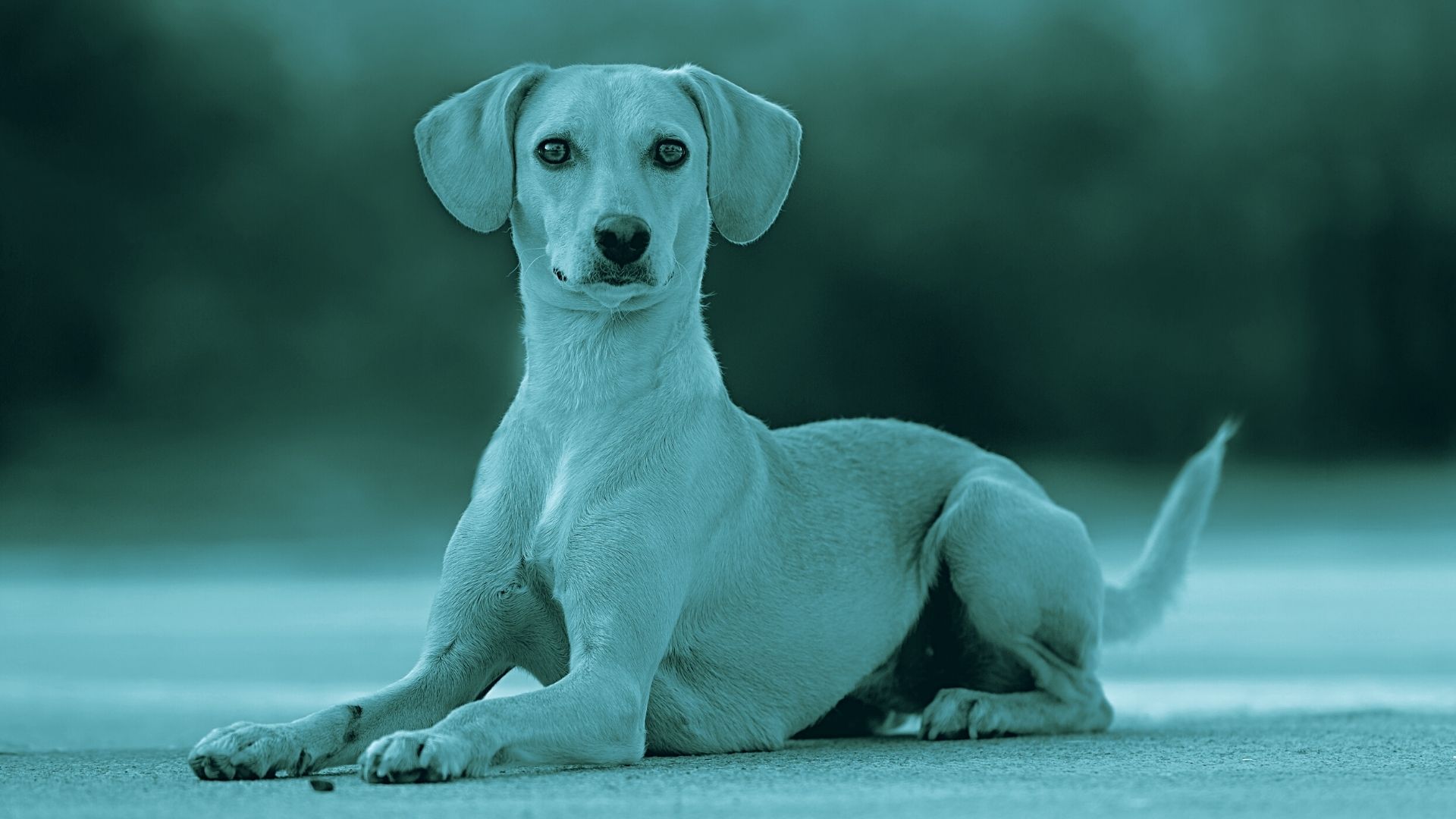 Sistema Riproduttivo Del Cane Femmina Piometra Cane Femmina | Clinica