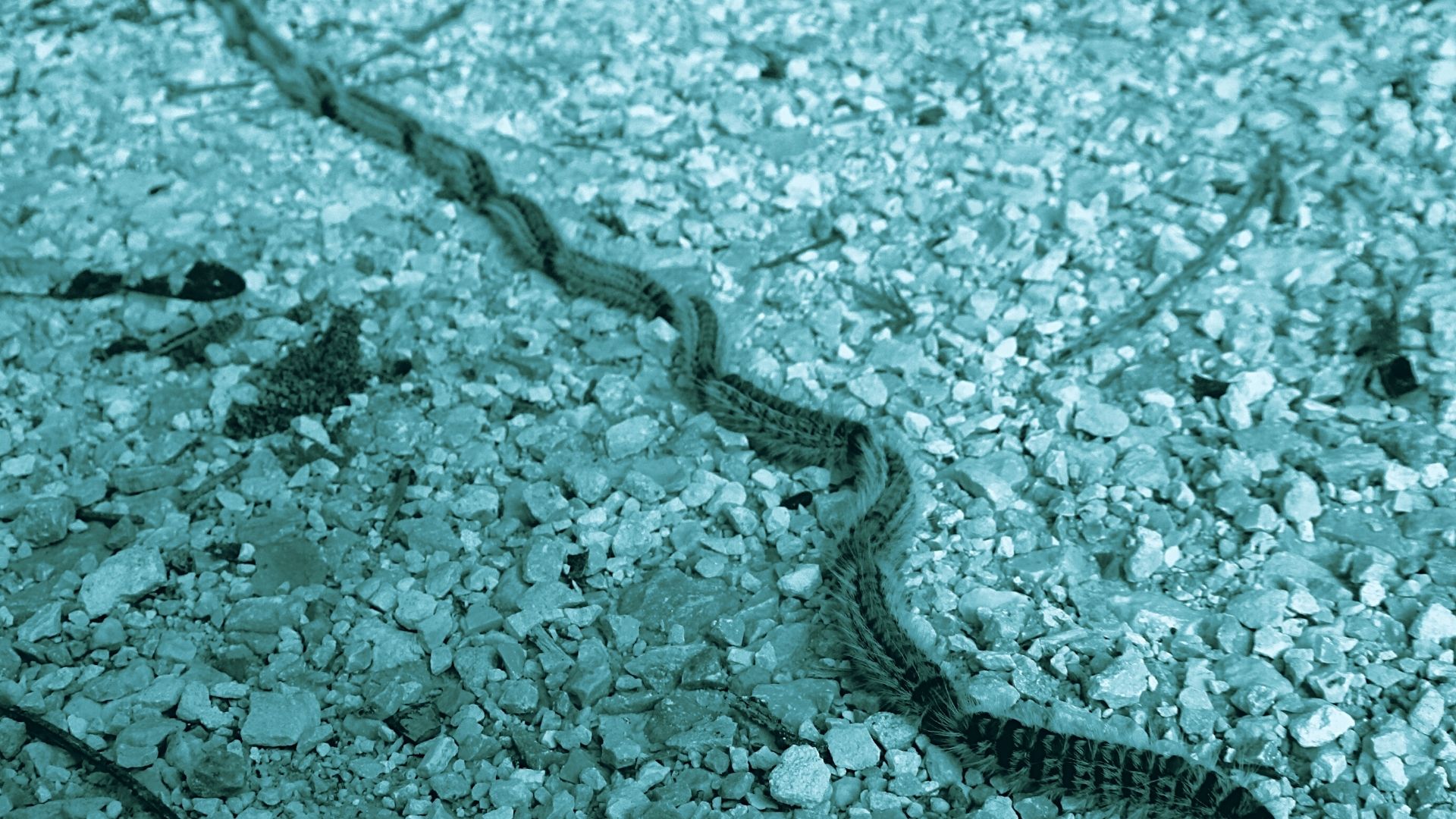 Processionaria quercia e pino pericolo per cani e bambini | Ca'Zampa BluVet