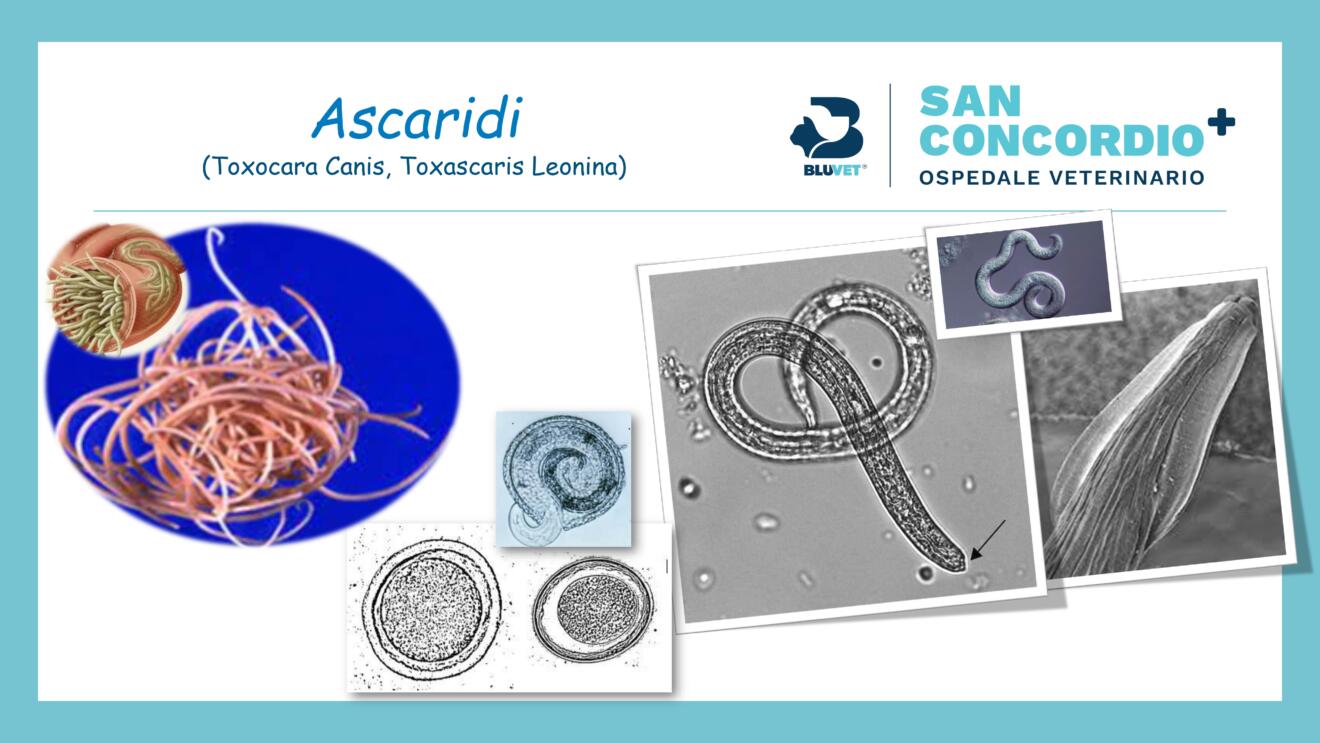 Vermi intestinali cane | Ca'Zampa BluVet