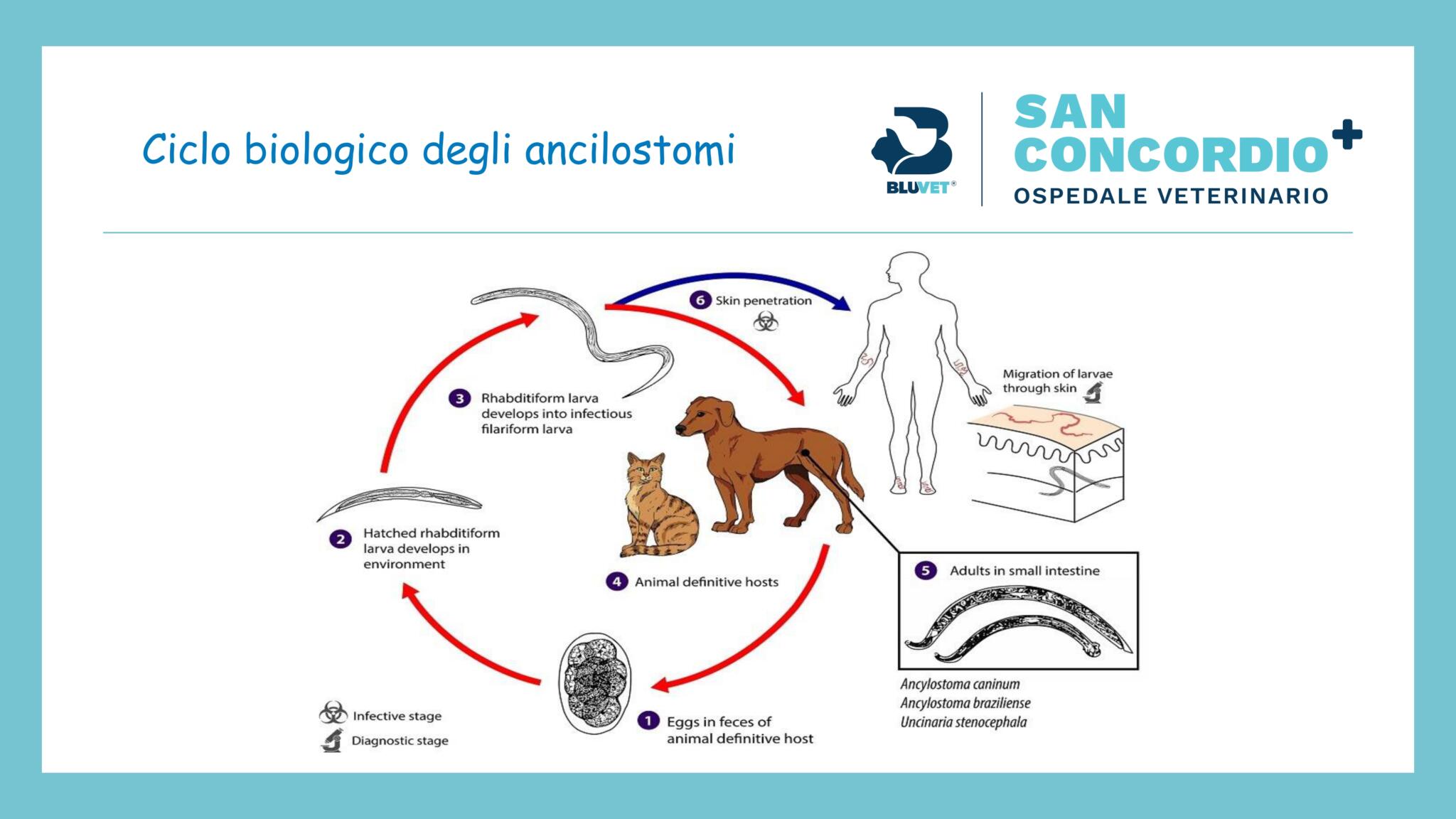 Vermi intestinali cane | Ca'Zampa BluVet
