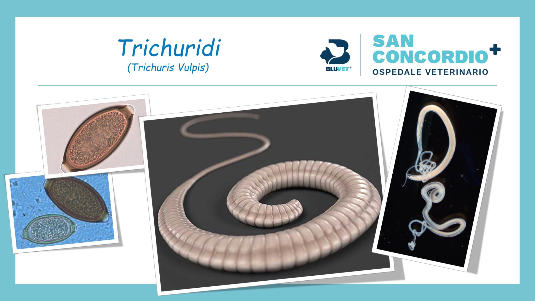 Vermi intestinali cane | Ca'Zampa BluVet