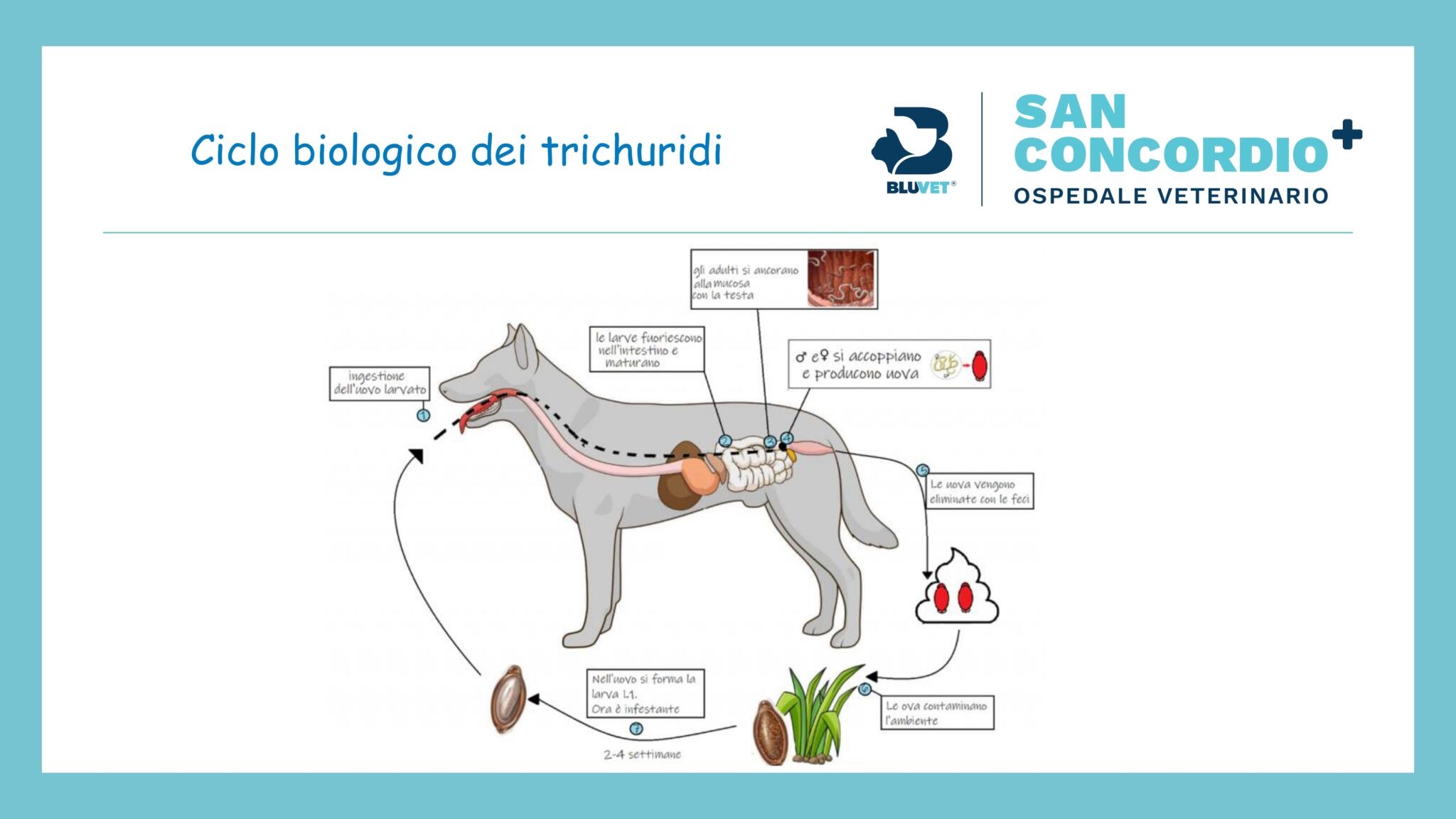 Vermi intestinali cane | Ca'Zampa BluVet