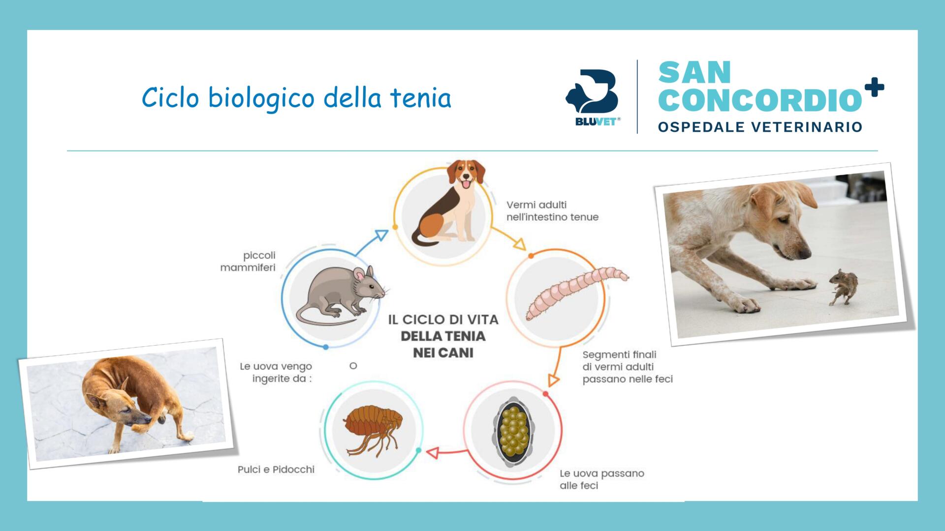 Vermi intestinali cane | Ca'Zampa BluVet