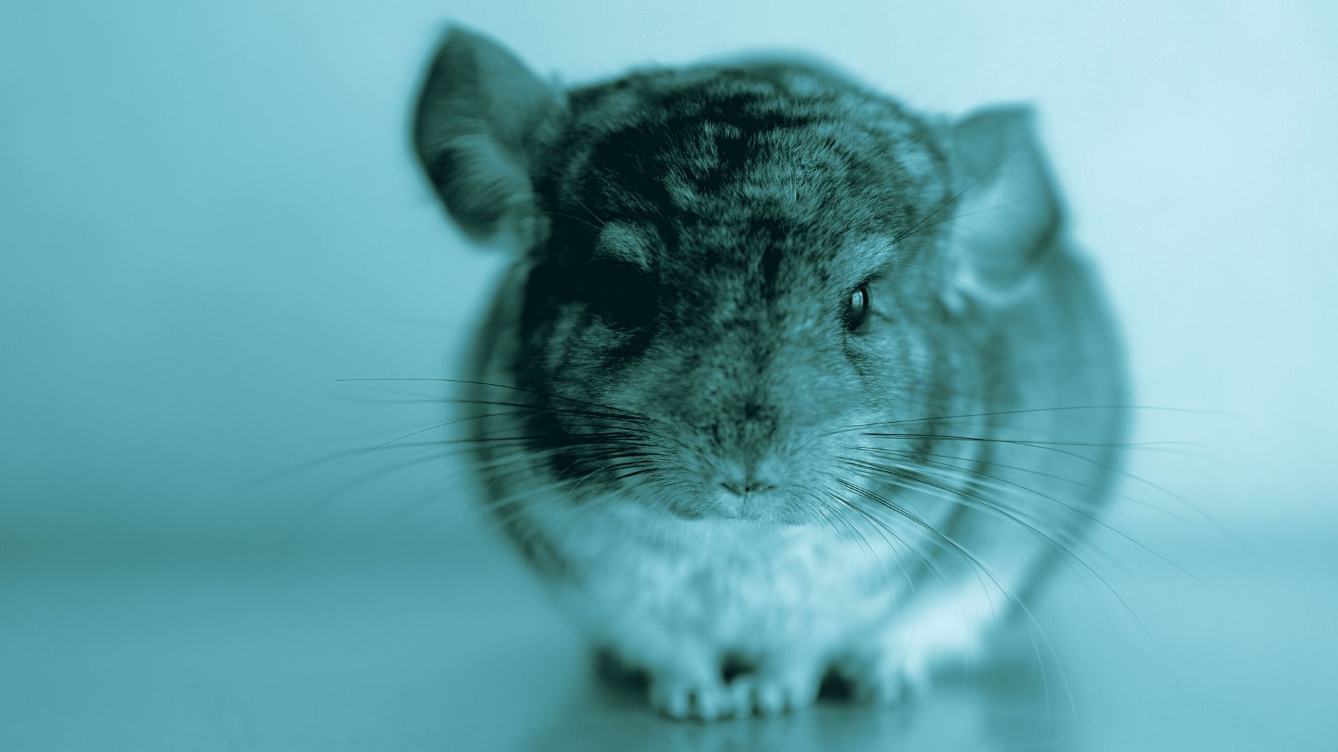 Sistema Riproduttivo Animale Il Sistema Riproduttivo Dello Squalo...