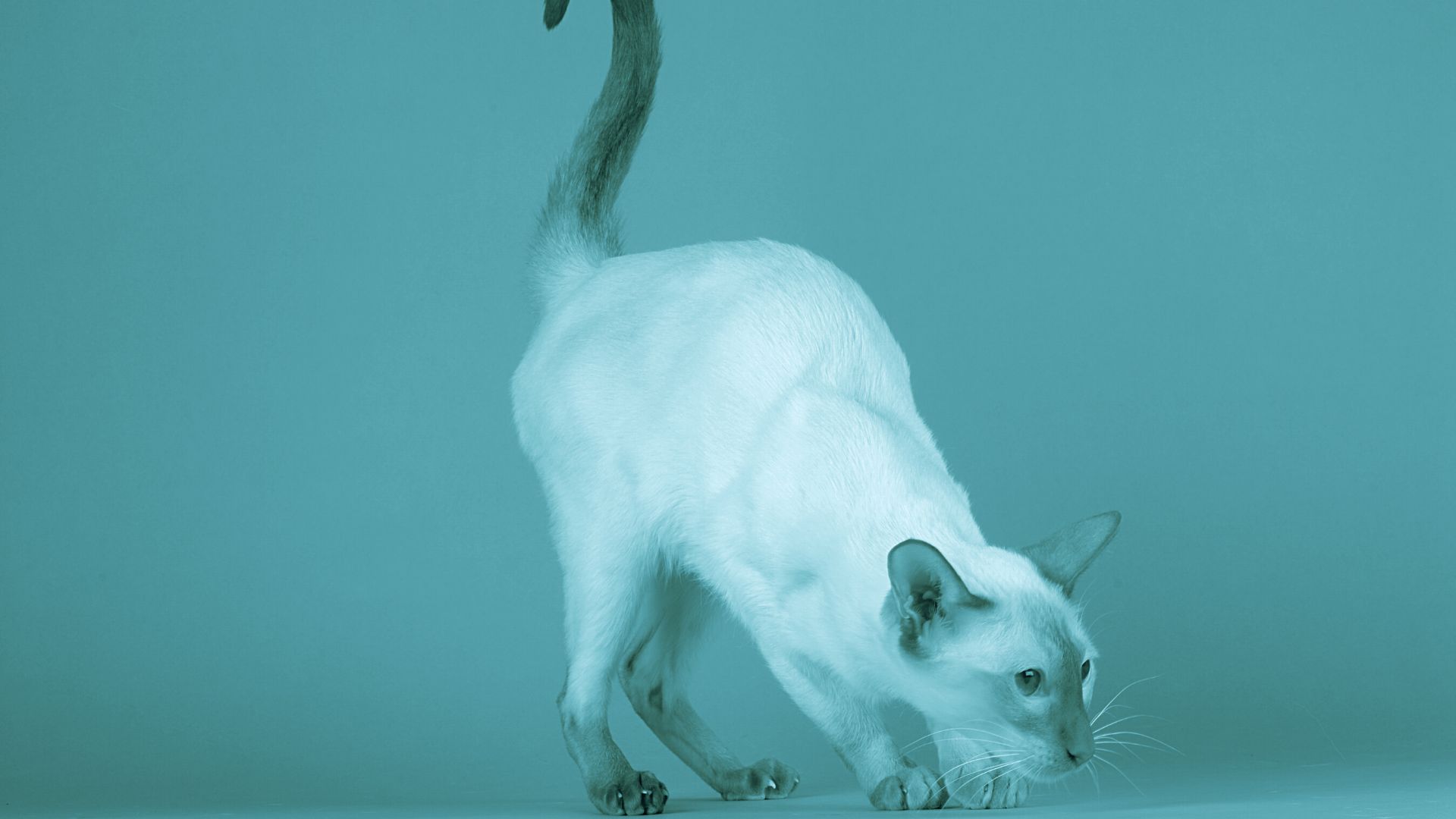 Asma gatto: sintomi, cause e cura | Ca'Zampa BluVet