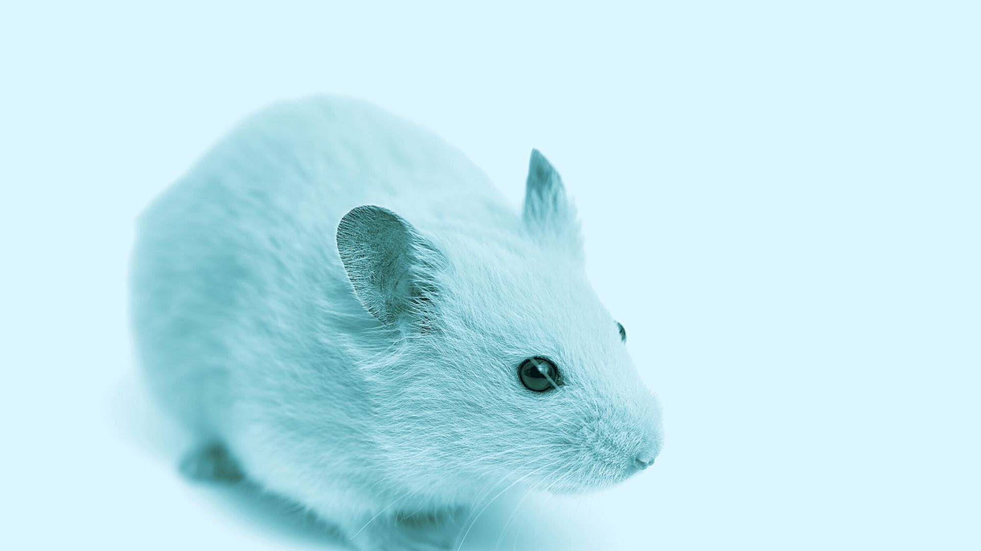 Criceto dorato: 5 cosa da sapere | Ca'Zampa BluVet