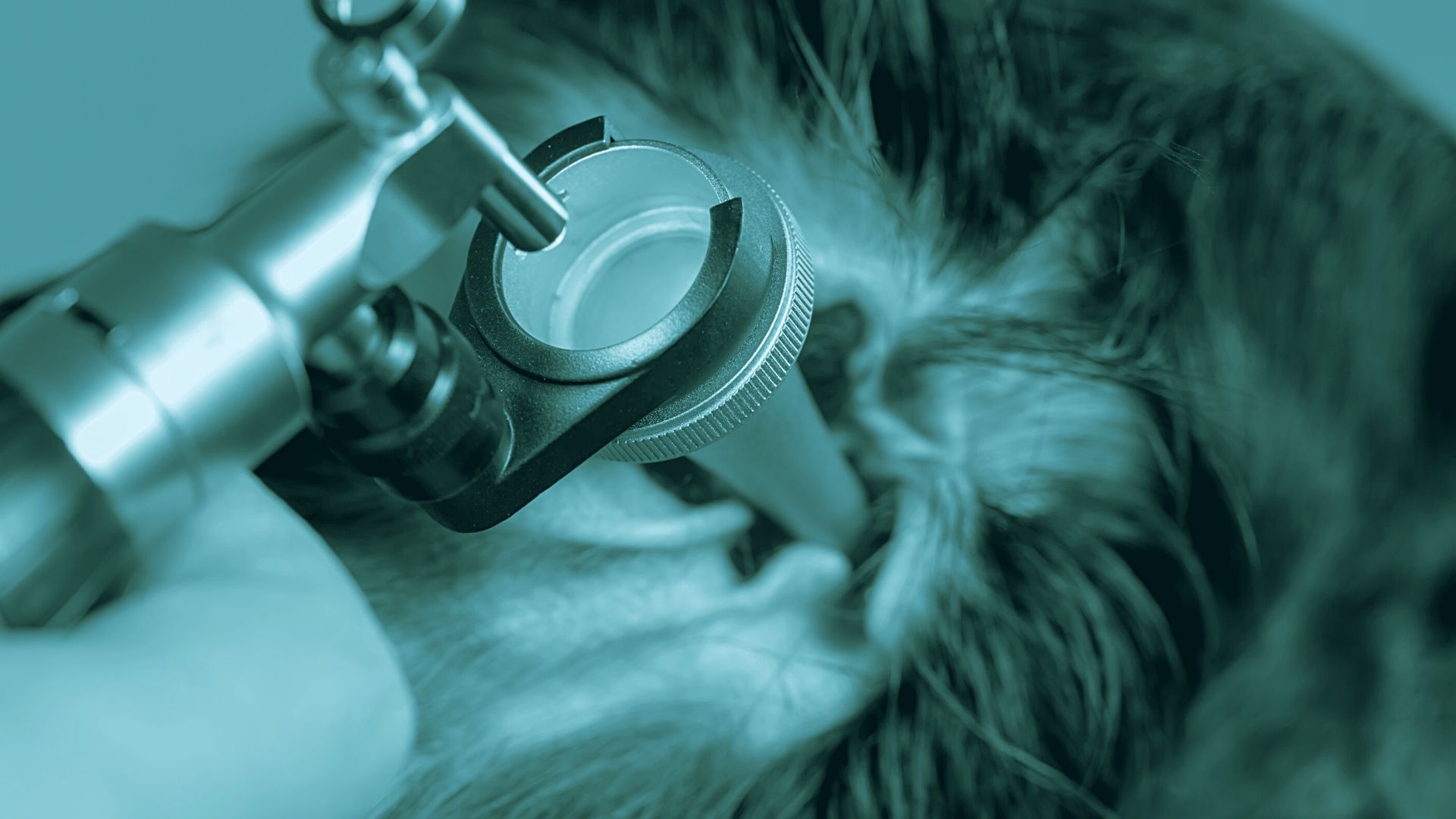 Otite nel cane: come riconoscerla e curarla | Ca'Zampa BluVet