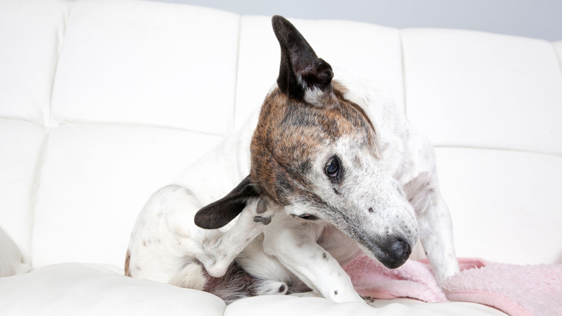 Otite nel cane: come riconoscerla e curarla | Ca'Zampa BluVet