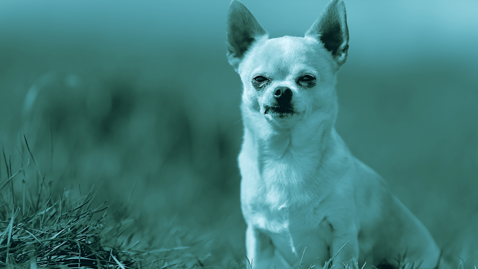 Collasso tracheale nel cane | Ca'Zampa BluVet